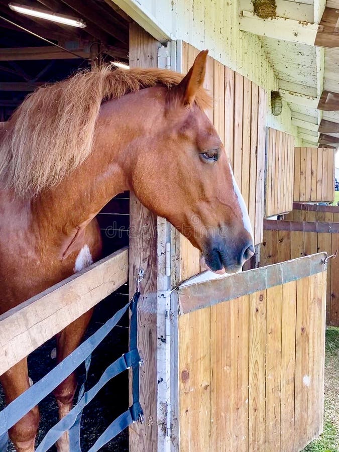 Draft Horse in a Stall Looking Outside Stock Image - Image of livestock ...
