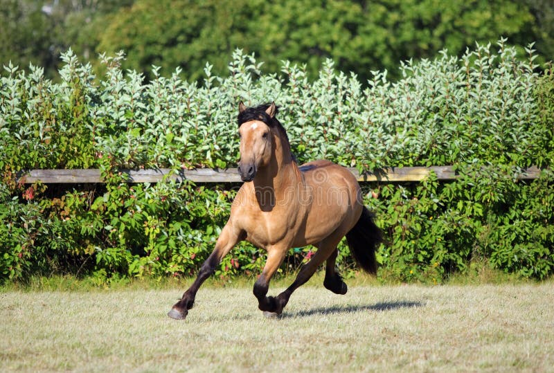 220 Galloping Draft Horse Stock Photos - Free & Royalty-Free Stock ...