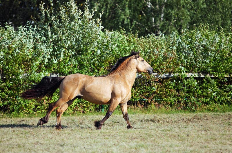 Draft Horse Stallion Speed Galloping In Evening Stud Farm Stock Photo ...
