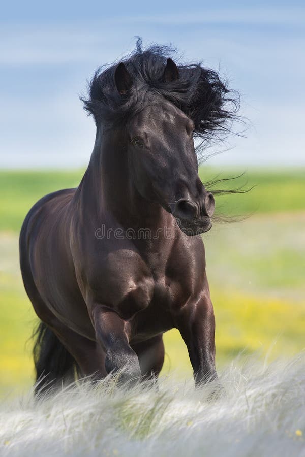 Draft horse in stipa field stock image. Image of countryside - 249510601