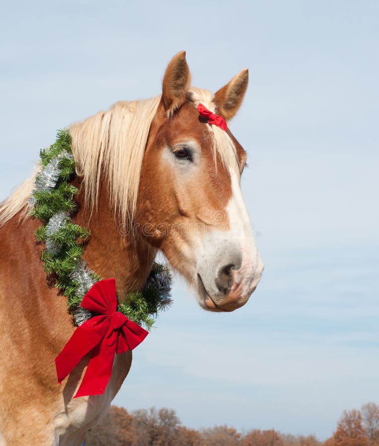 Draft Horse Wearing a Christmas Wreath Stock Image - Image of blood ...