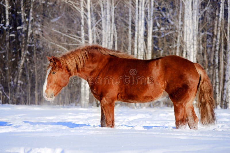 Dutch Draught Horse Stallion in Winter Stock Image - Image of ...