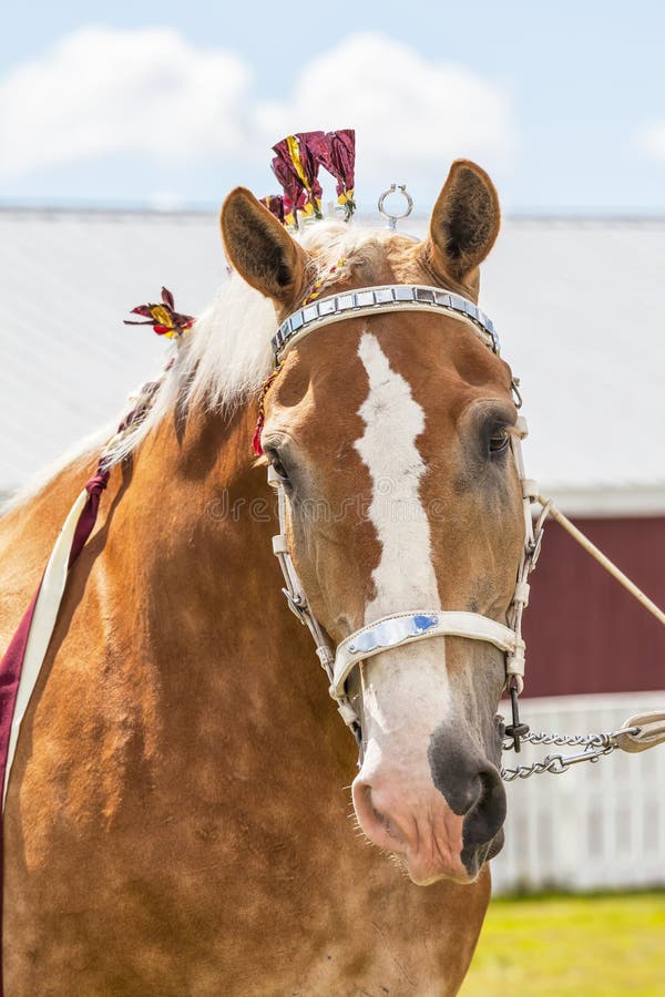 Draft Horses stock photo. Image of color, beautiful, outside - 35864074