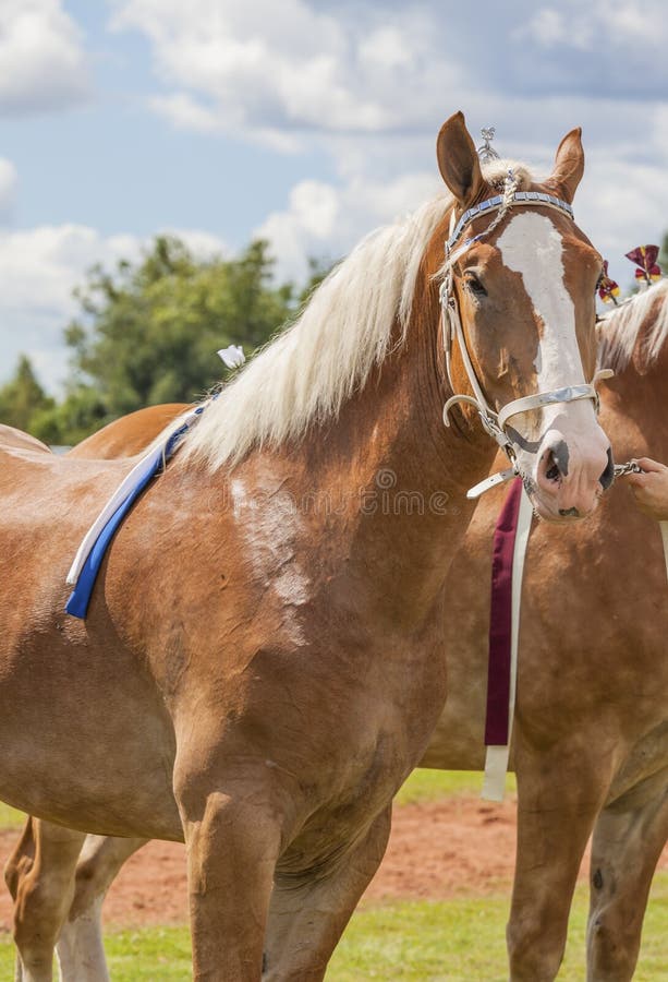 Draft Horses stock photo. Image of summer, beautiful - 35896440