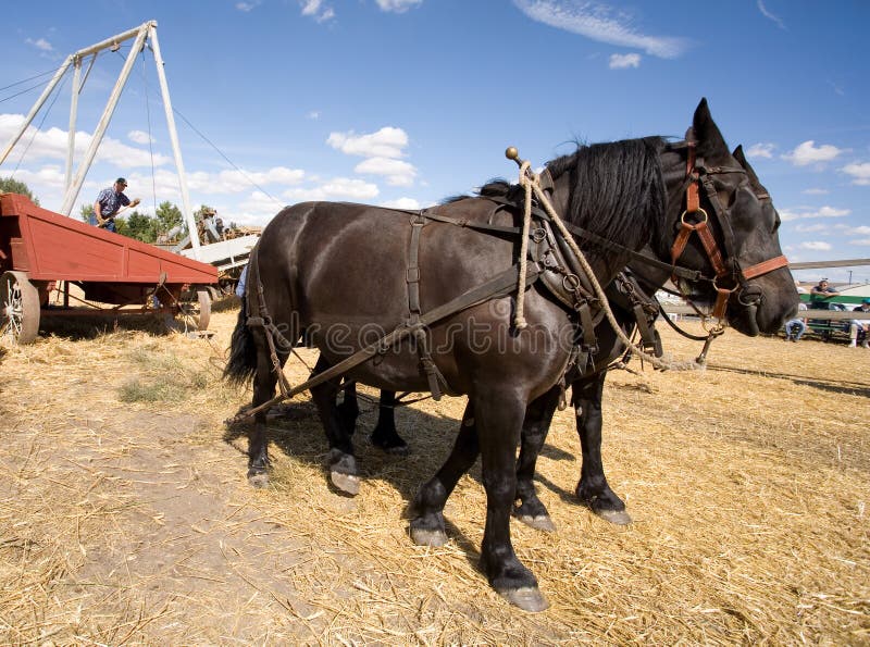 Draft Horses Pull the Cable. Editorial Photography - Image of pull ...