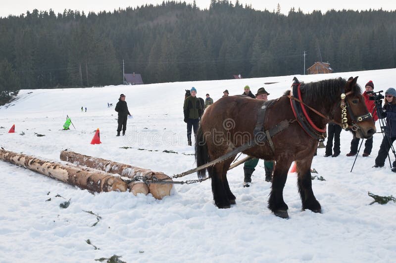 Draft horses race editorial stock image. Image of slovakia - 86037954