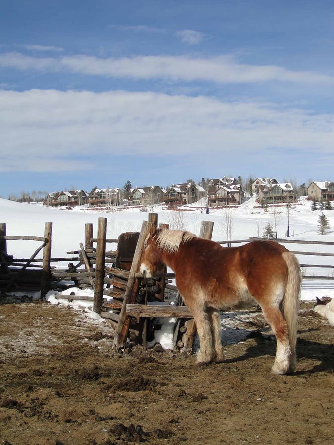 Draft Horses in Stable Yard Stock Image - Image of rustic, snow: 14596183