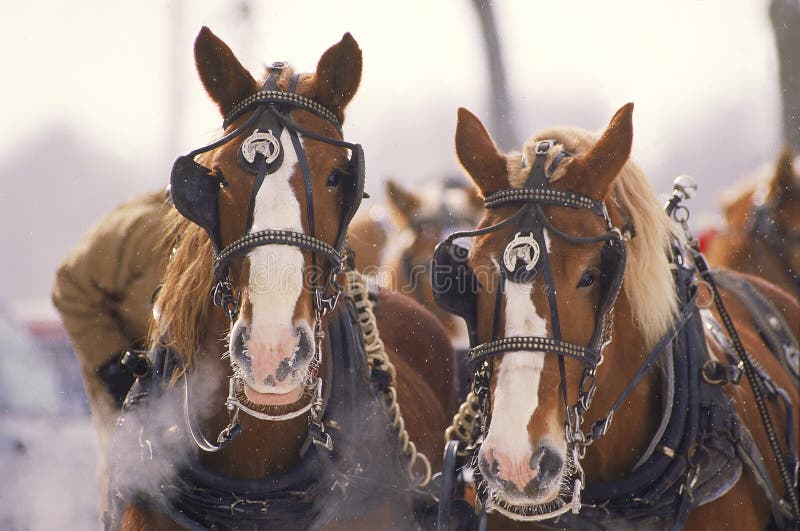 Draft horses working stock image. Image of rural, blinders - 17508869