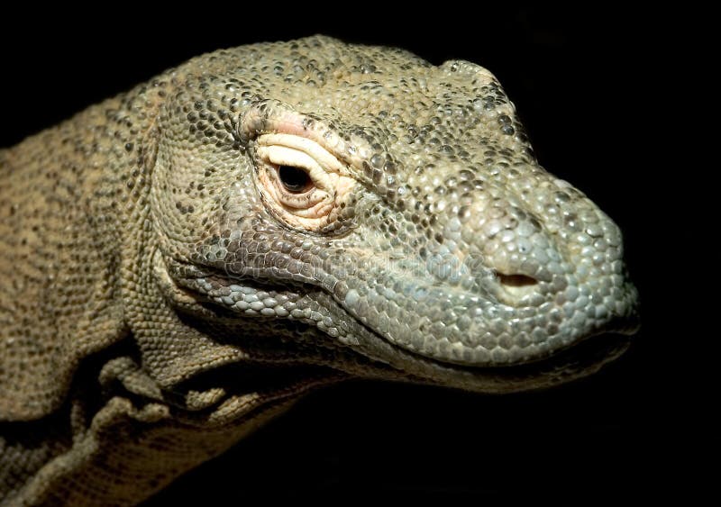 Dragão de Komodo foto de stock. Imagem de mortal, animal - 126548