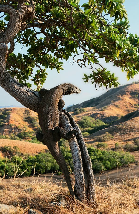 O Dragão De Komodo Levantou a Cabeça Com Boca Aberta Nome Científico ...