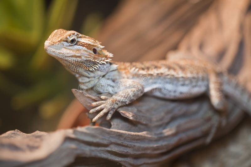 Dragón barbudo (Pogona) imagen de archivo. Imagen de australia - 60197267