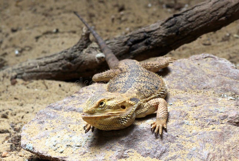 Dragón barbudo enojado foto de archivo. Imagen de agresivo - 1404210