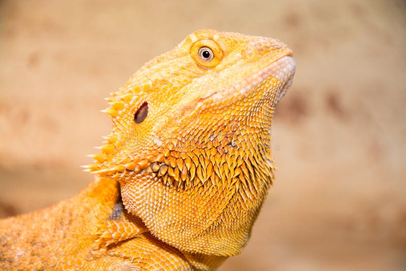 Dragón De La Barba El Nombre De Este Lagarto Fotos de stock - Fotos ...