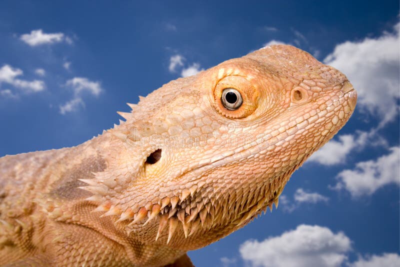 Dragón barbudo foto de archivo. Imagen de anfibios, lagartos - 1517152