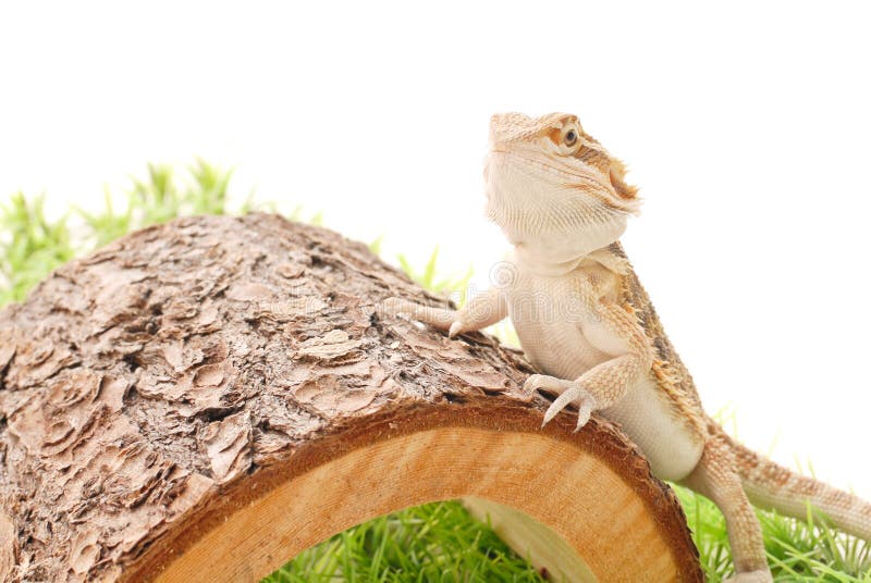 Animal Doméstico Del Dragón Foto de archivo - Imagen de escalas ...