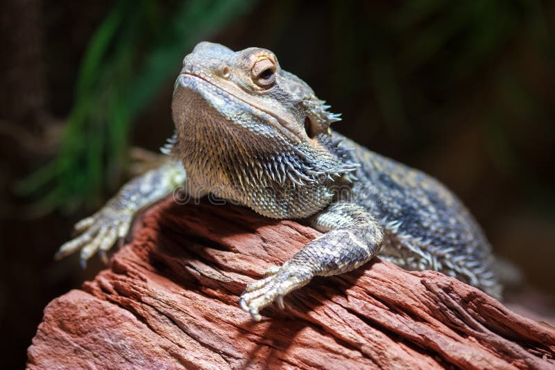 Dragón barbudo imagen de archivo. Imagen de peligro, puntos - 8890667