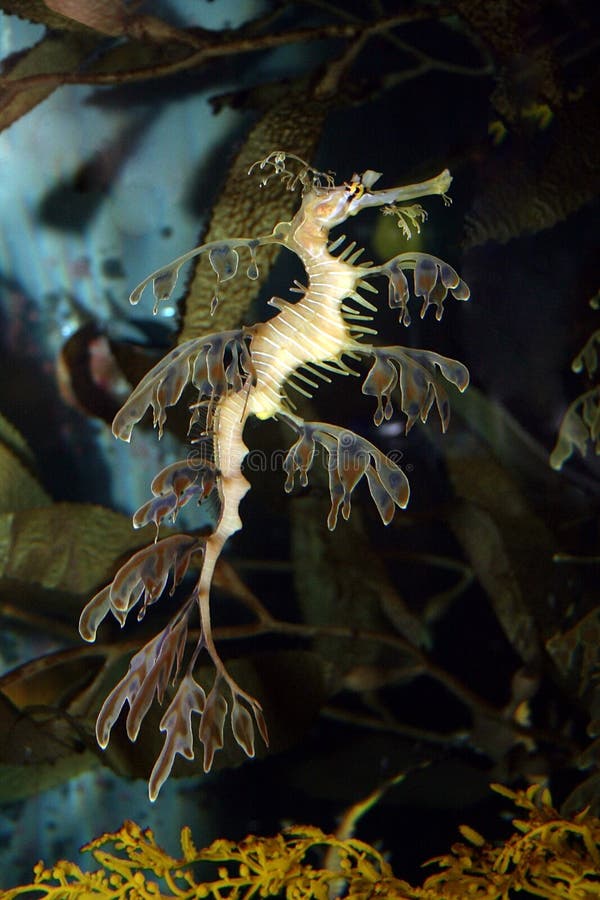 Dragón del mar imagen de archivo. Imagen de asombroso - 6514715