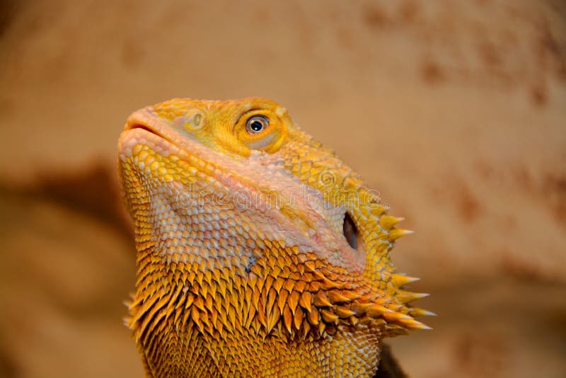 Drago barbuto fotografia stock. Immagine di boschi, australia - 37163760