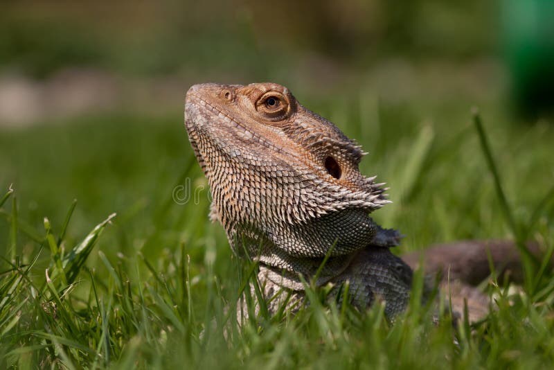 Drago barbuto in erba fotografia stock. Immagine di ritratto - 24806030