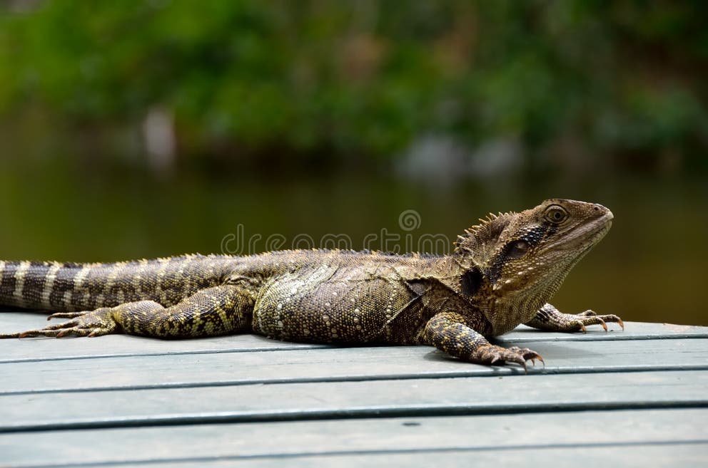 Drago di acqua australiano fotografia stock. Immagine di rettile - 23278064