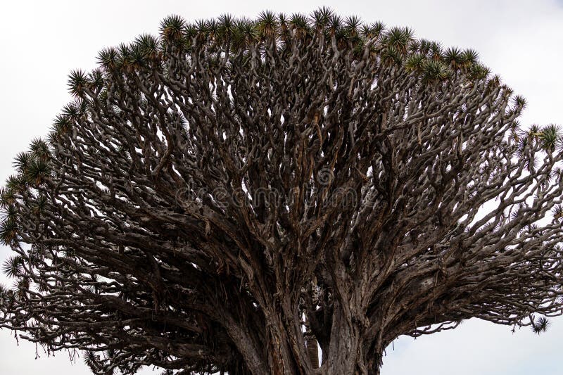 Drago Milenario Tree on Tenerife Island Stock Image - Image of pico ...