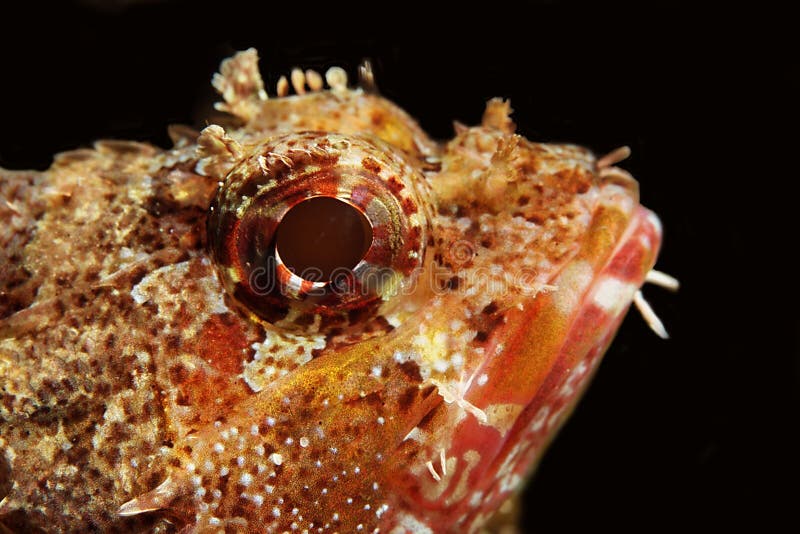 Fish Eye stock image. Image of ocean, colourful, pupil - 12913085