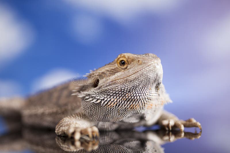 Blue Background, Pet, Lizard Bearded Dragon Stock Photo - Image of foot ...