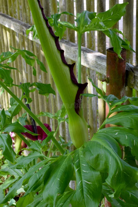Dragon Arum Closeup Abstract 01 Stock Image - Image of white, lily ...