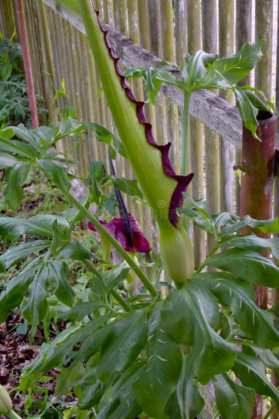 Dragon Arum Closeup Abstract 07 Stock Photo - Image of dracunculus ...