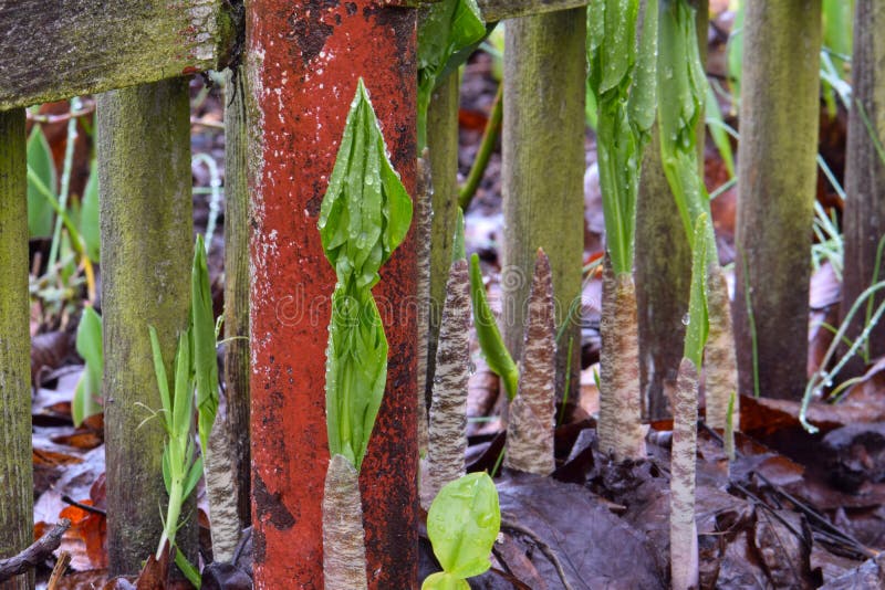 366 Dragon Sprout Stock Photos - Free & Royalty-Free Stock Photos from ...