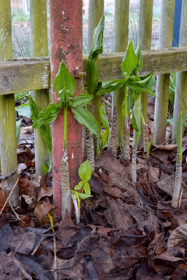 366 Dragon Sprout Stock Photos - Free & Royalty-Free Stock Photos from ...