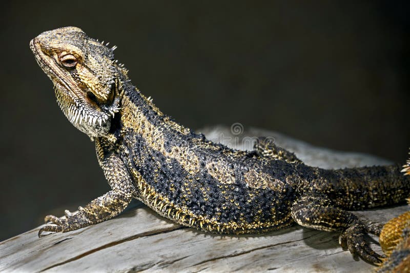 Dragon barbu photo stock. Image of dragon, créature - 105260636