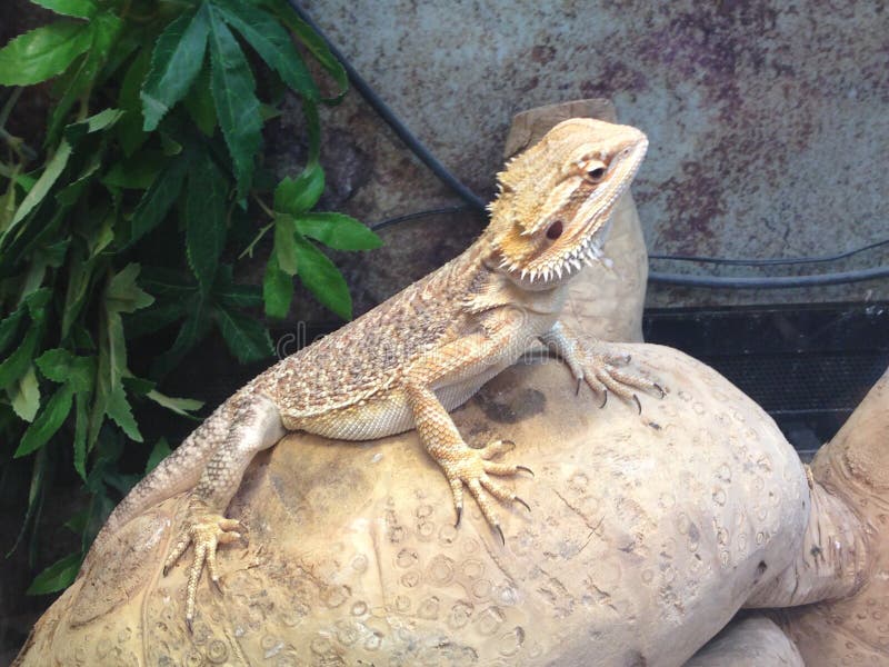 Dragon barbu photo stock. Image du barbu, séance, roche - 110957000