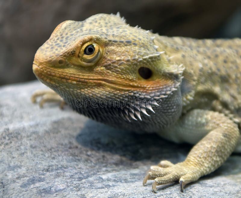 Dragon barbu 14 image stock. Image du griffe, gentil, étrange - 9748375