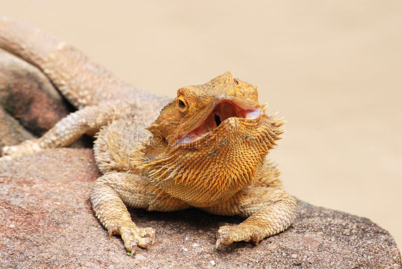 Dragon Barbu Rouge, Vitticeps De Pogona, Sur Le Blanc Image stock ...
