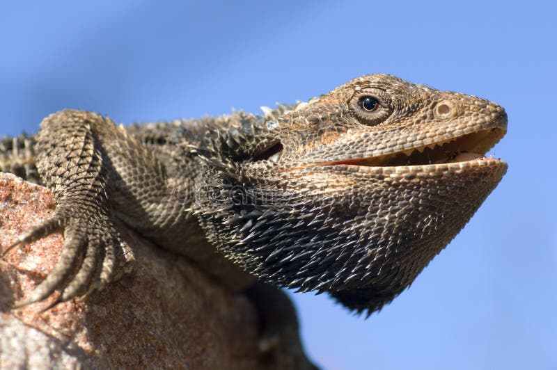 Dragon barbu image stock. Image du ouvert, australien - 1180477