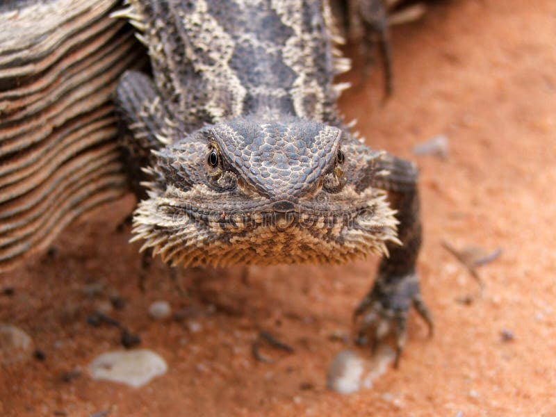 Dragon barbu fâché photo stock. Image du dangereux, pointu - 1404210