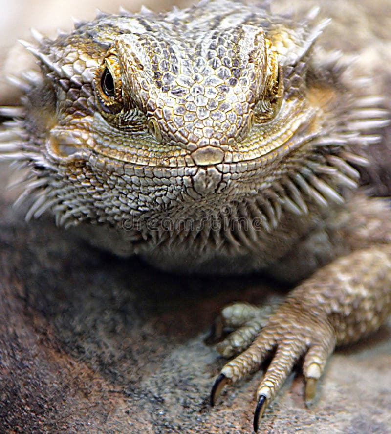 Dragon barbu 2 image stock. Image du gentil, nature, loquet - 1682197