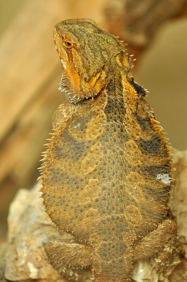 Dragon Barbu D Australie Photos Stock - Téléchargez 1,210 Photos libres ...
