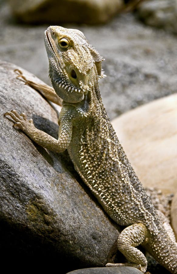 Dragon barbu 2 image stock. Image du exotique, verticale - 19288211