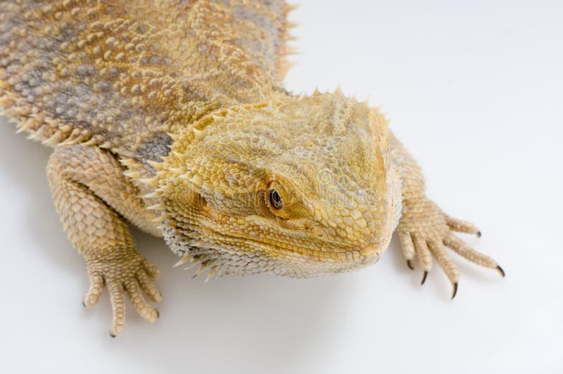 Dragon Barbu, Vitticeps De Pogona Image stock - Image du reptile, gens ...