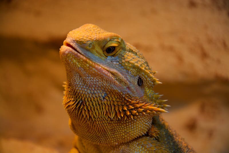 Dragon barbu photo stock. Image du forêts, rocheux, reptiles - 37163758