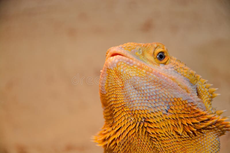 Dragon barbu photo stock. Image du forêts, rocheux, reptiles - 37163758