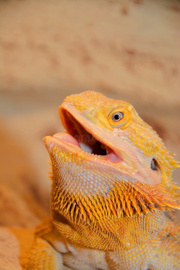 Dragon barbu image stock. Image du barbu, aride, dragon - 37163893