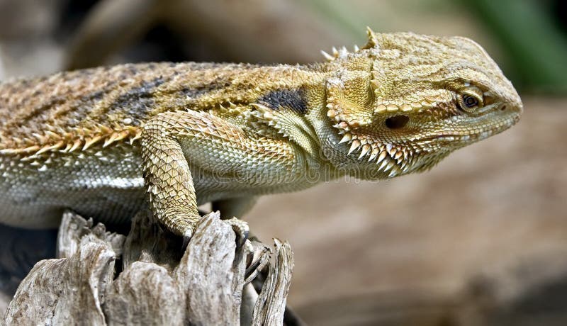 Dragon barbu 15 photo stock. Image du rampement, épines - 37905972
