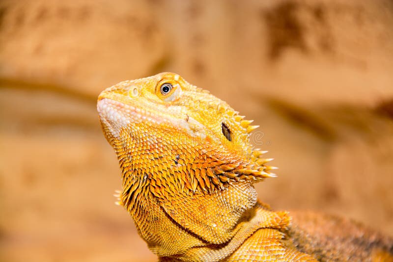 Dragon Barbu 2 Image. Image: 1682197