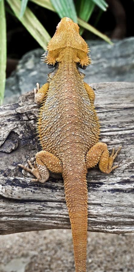 Dragon barbu 2 image stock. Image du gentil, nature, loquet - 1682197