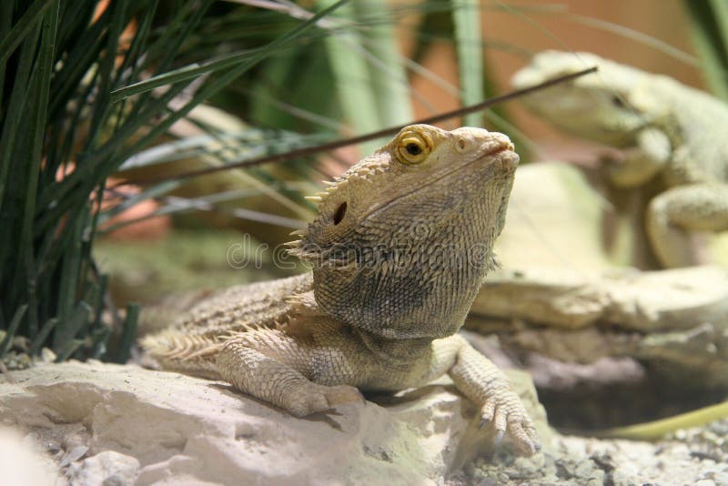 Dragon barbu photo stock. Image du lézard, barbe, dragon - 9795312