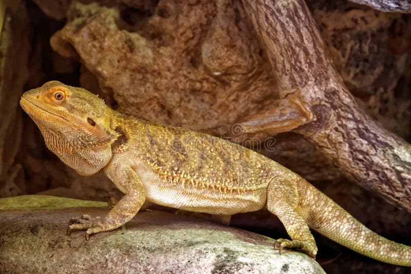 Dragon Barbu D Australie Photos Stock - Téléchargez 1,210 Photos libres ...
