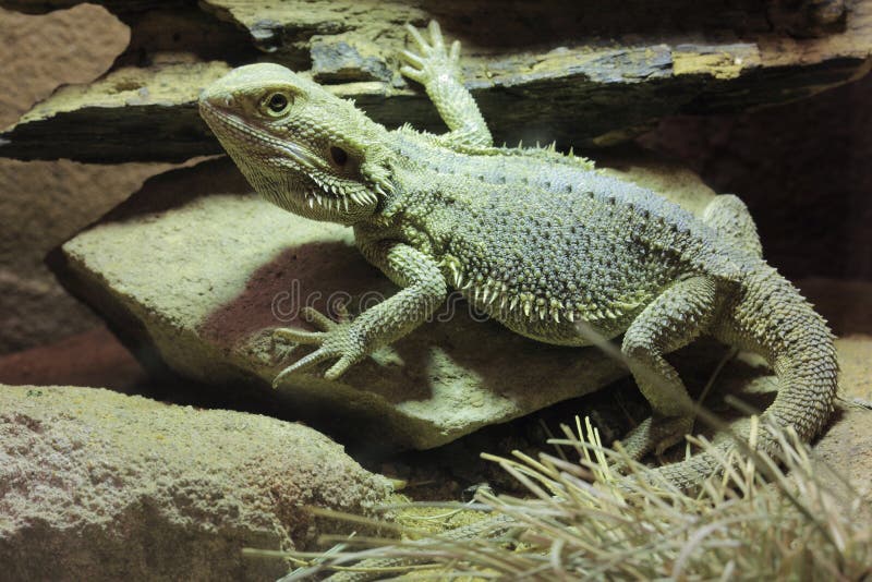 Dragon barbu central photo stock. Image du nature, lézard - 22120936